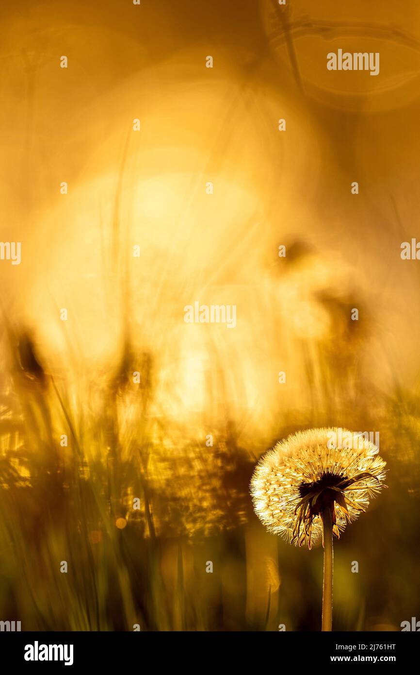 Warm backlight hi-res stock photography and images - Alamy