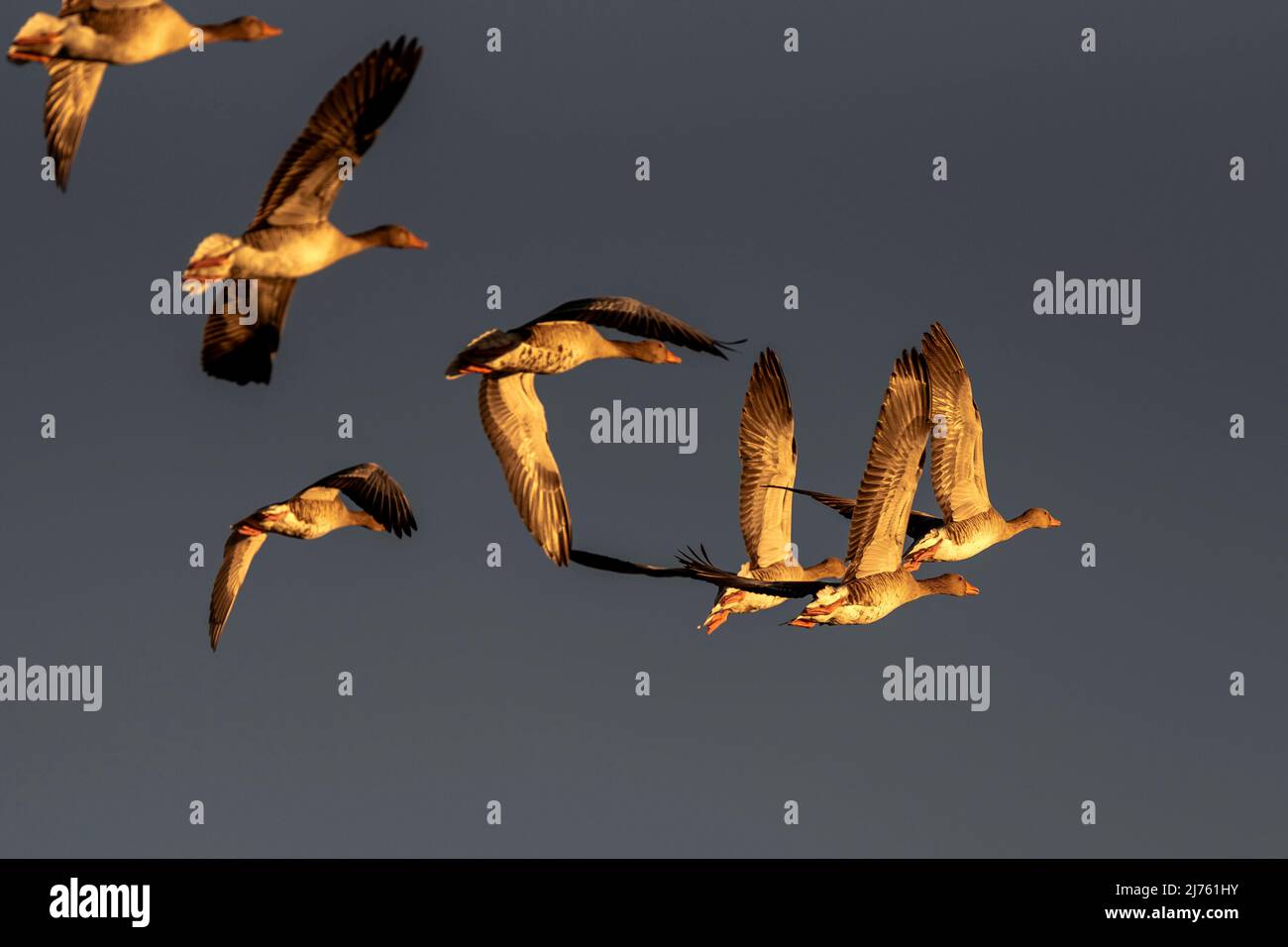 A group of gray geese in the warm evening light during flight exercises ...