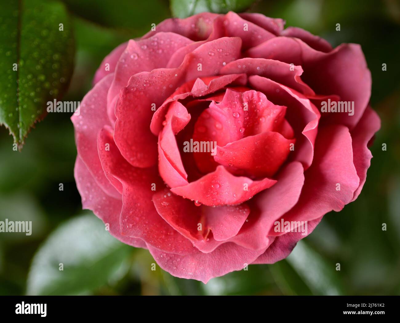 Cocoa flower hi-res stock photography and images - Alamy