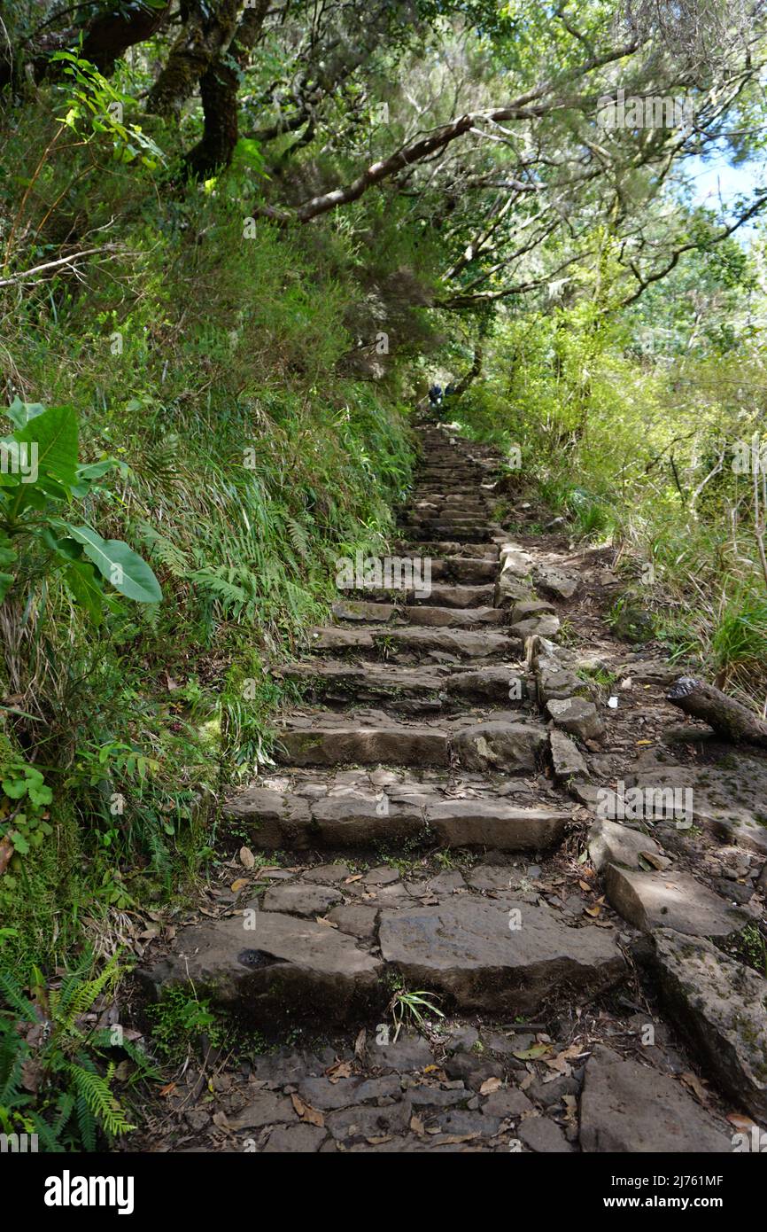 Solitude hiking path along a traditional levada in nature to „25 fontes ...