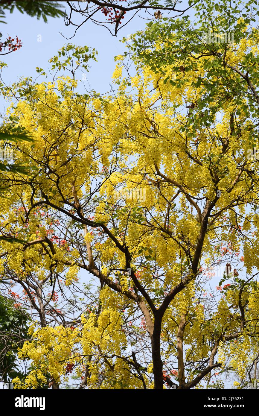 Cassia fistula or Golden Shower Tree in full bloom at Nana Rao Park or Company Bagh (formerly ...
