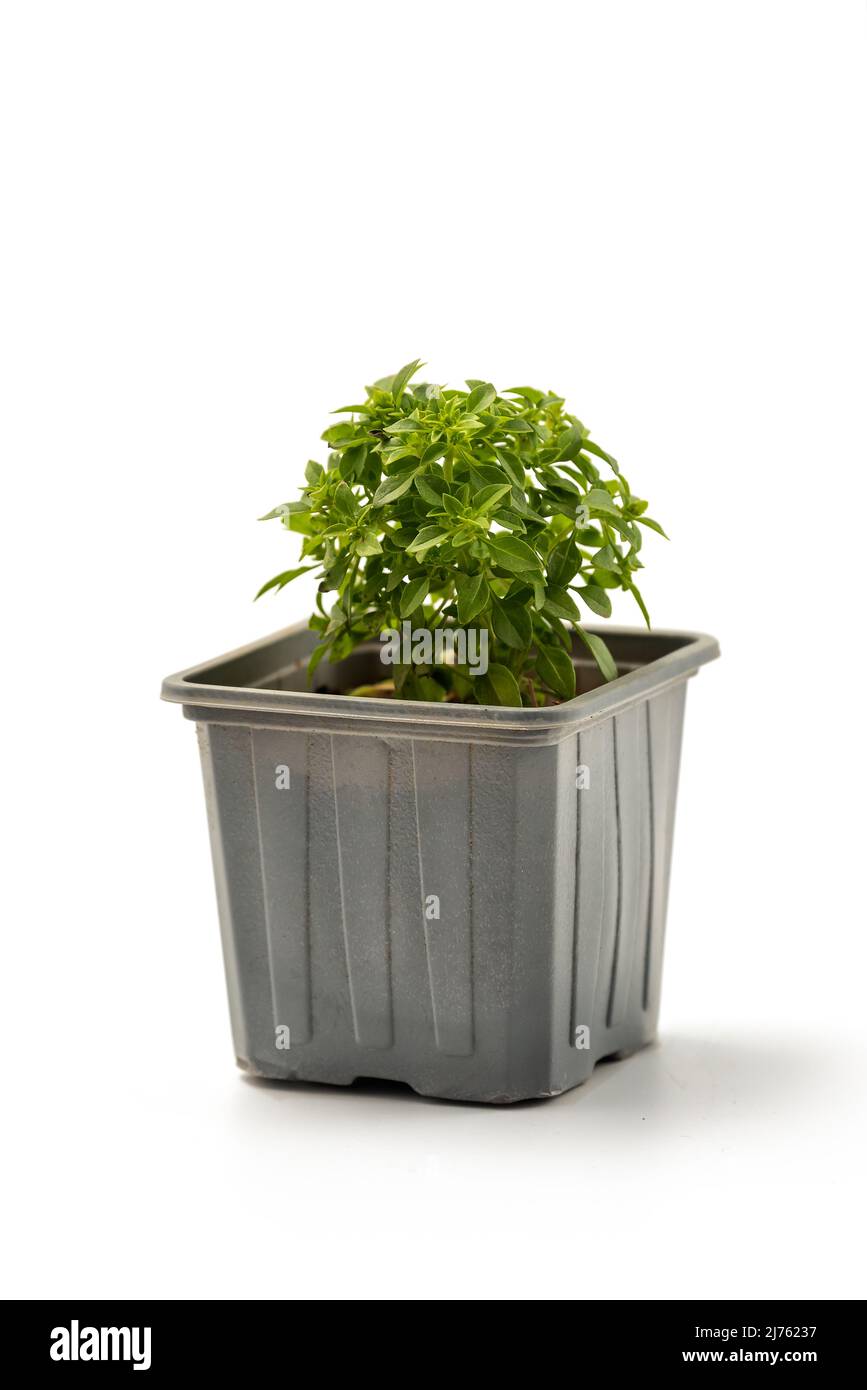 Fresh shoot basil in a pot isolated on white Stock Photo - Alamy