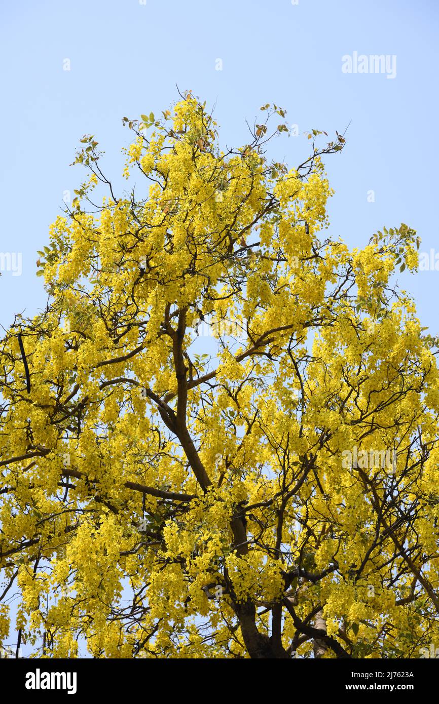 Cassia fistula or Golden Shower Tree in full bloom at Nana Rao Park or ...