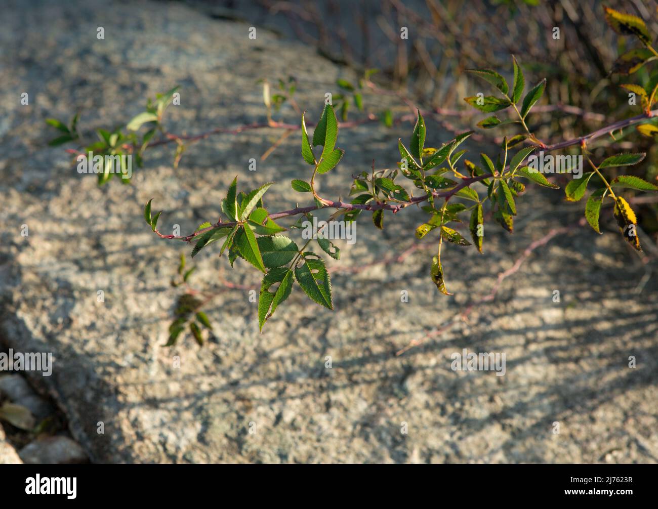 Beautiful sandy natural background hi-res stock photography and images ...