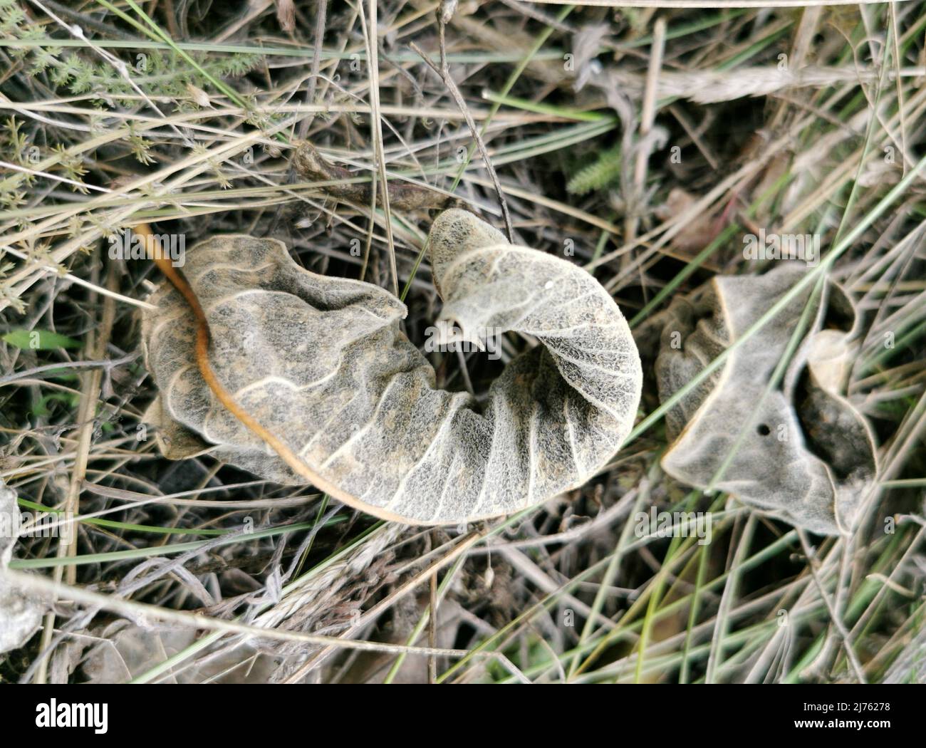 Twisted leaf hi-res stock photography and images - Alamy