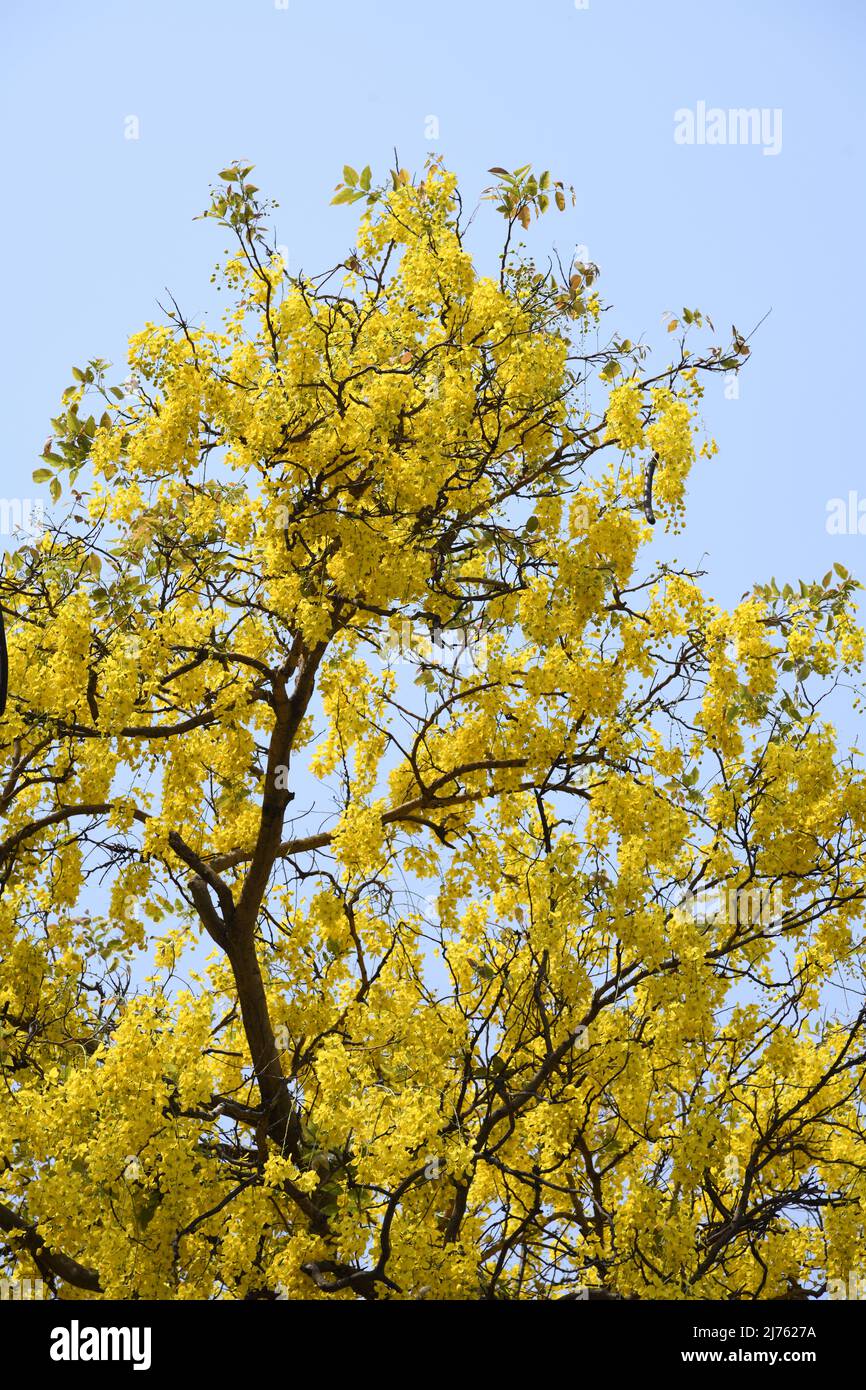 Cassia fistula or Golden Shower Tree in full bloom at Nana Rao Park or Company Bagh (formerly ...