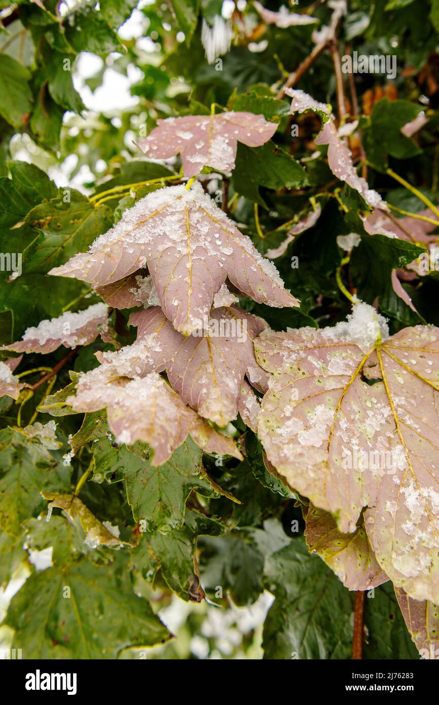 Leaves snowflake maple hi-res stock photography and images - Alamy