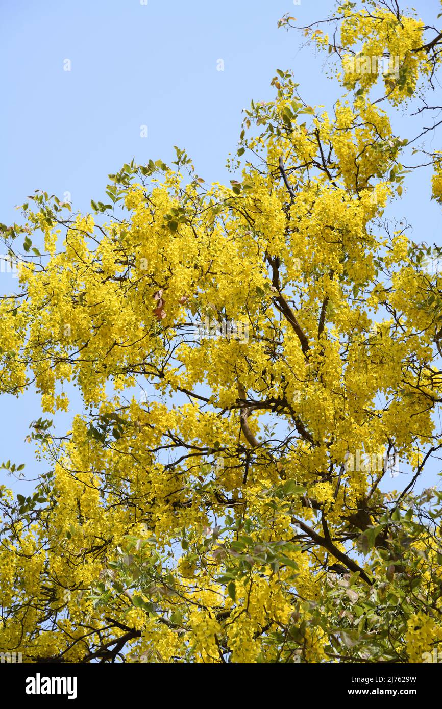 Cassia fistula in full bloom hi-res stock photography and images - Alamy