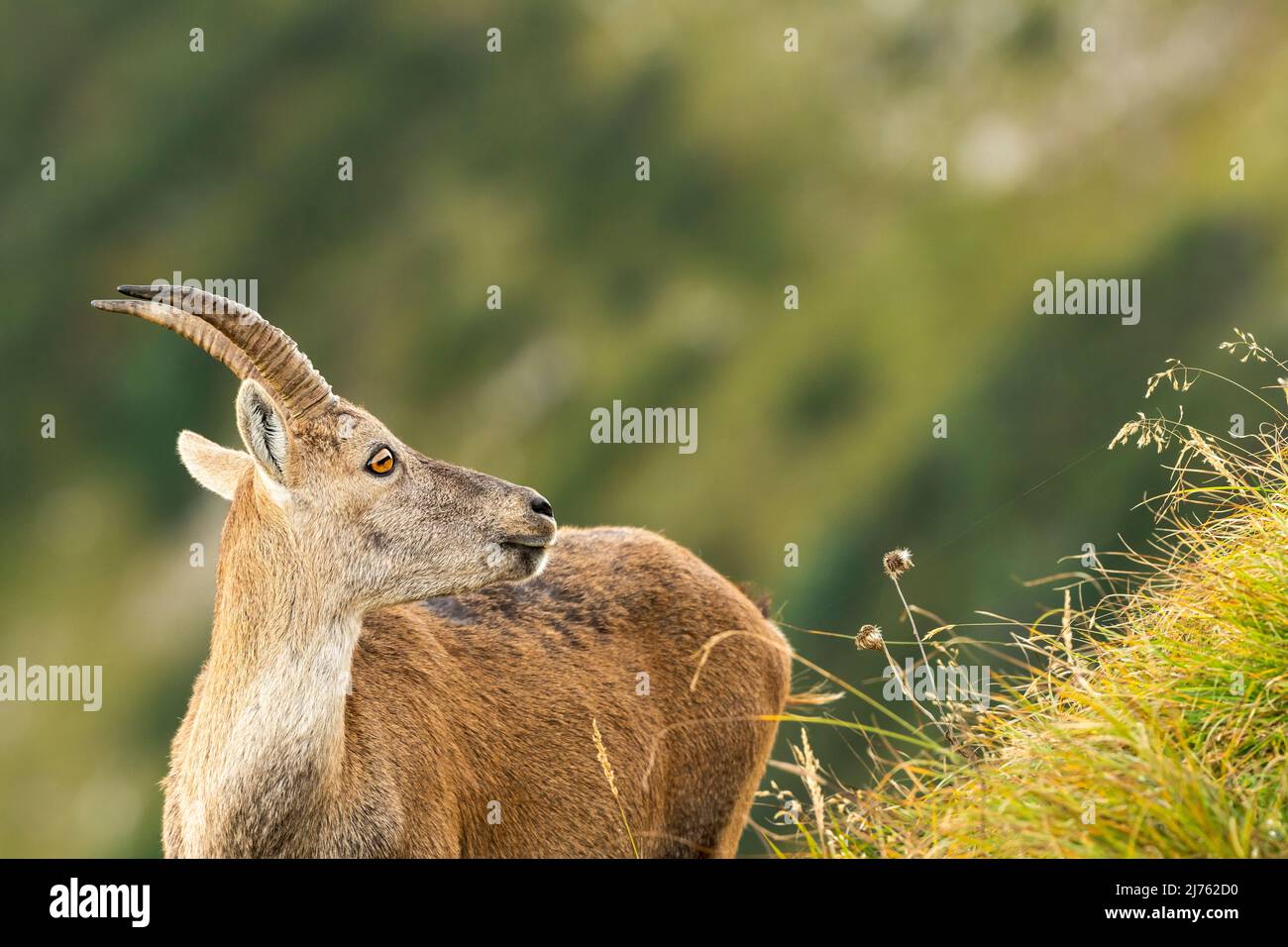 A female ibex in portrait, in Karwendel on a steep mountain slope Stock ...