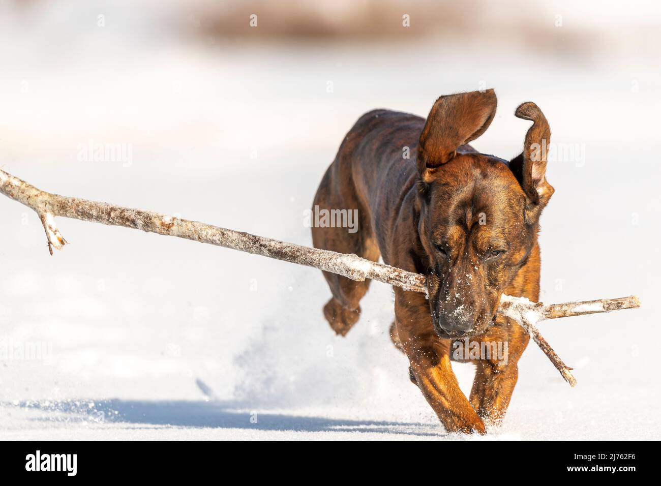 Hanover Hound runs and jumps through the snow Stock Photo - Alamy
