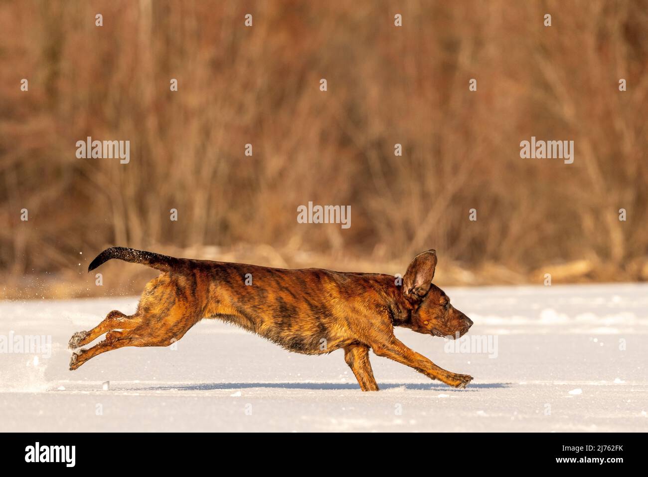 Hanover Hound runs and jumps through the snow Stock Photo - Alamy