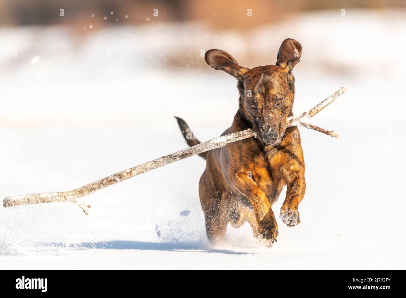 Big stick hi-res stock photography and images - Alamy