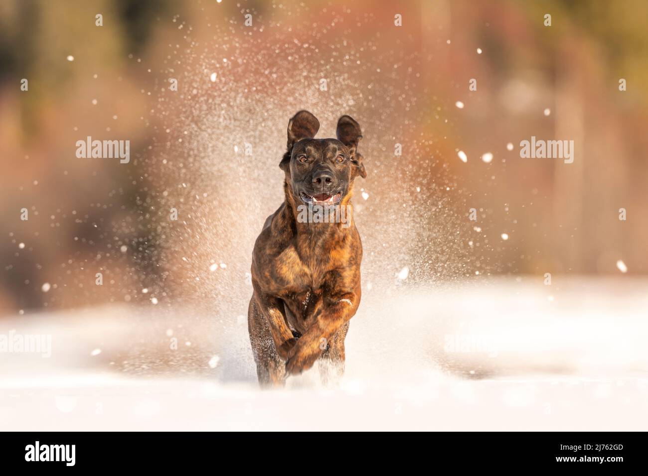 Hanover Hound runs and jumps through the snow Stock Photo - Alamy