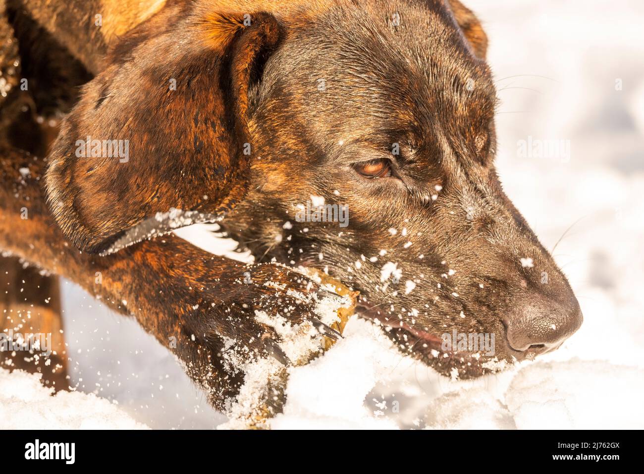 Snow emma hi-res stock photography and images - Alamy