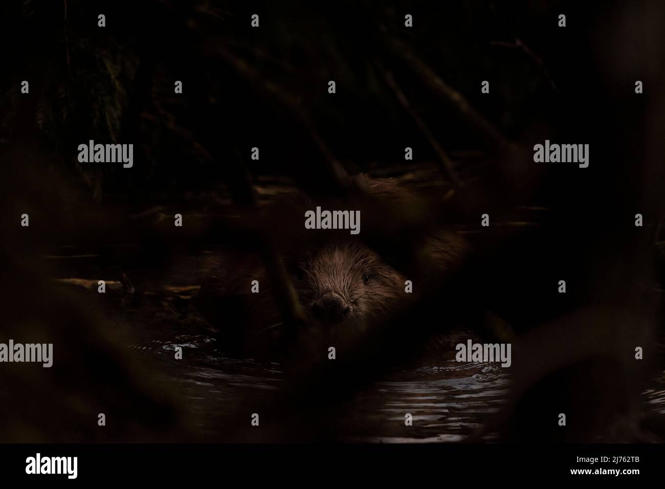 A shy, wild beaver looks through dense branches to the viewer while ...