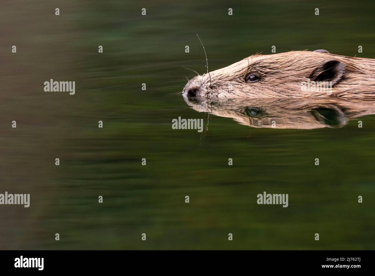 A male beaver swims calmly in the at this point calm water of the Isar ...