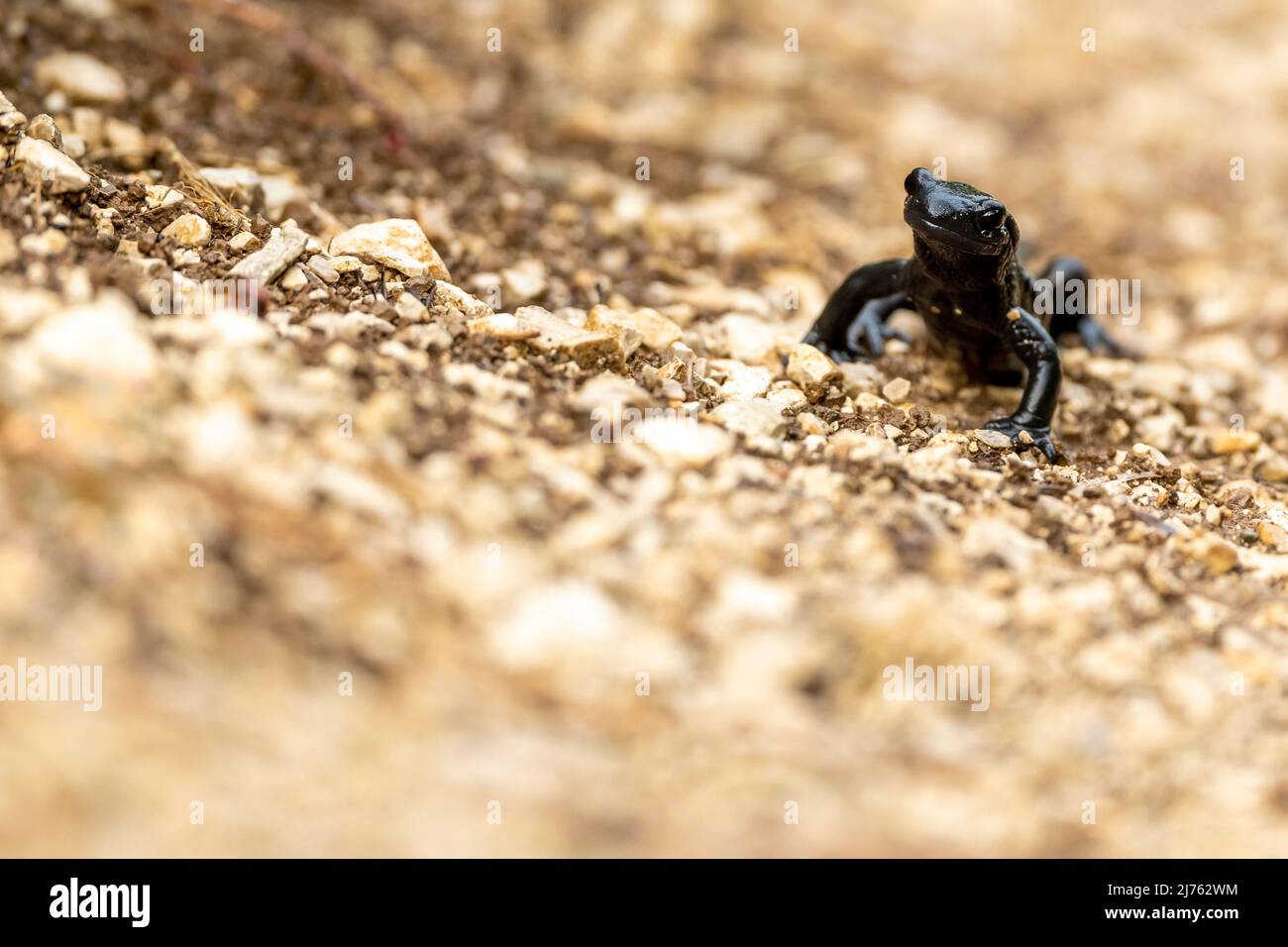 A black alpine salamander hunting in the rain Stock Photo - Alamy