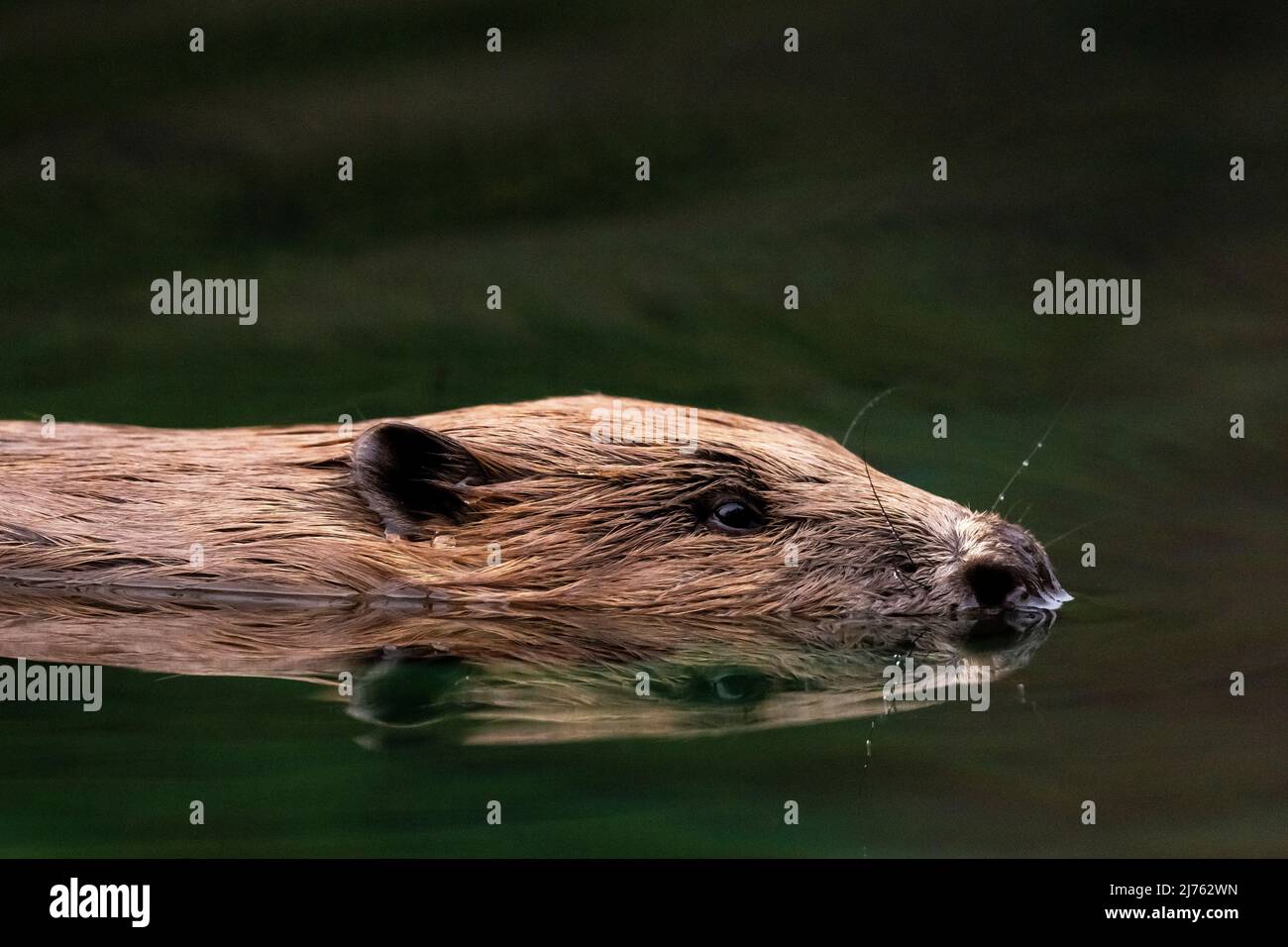 A male beaver swims calmly in the at this point calm water of the Isar ...