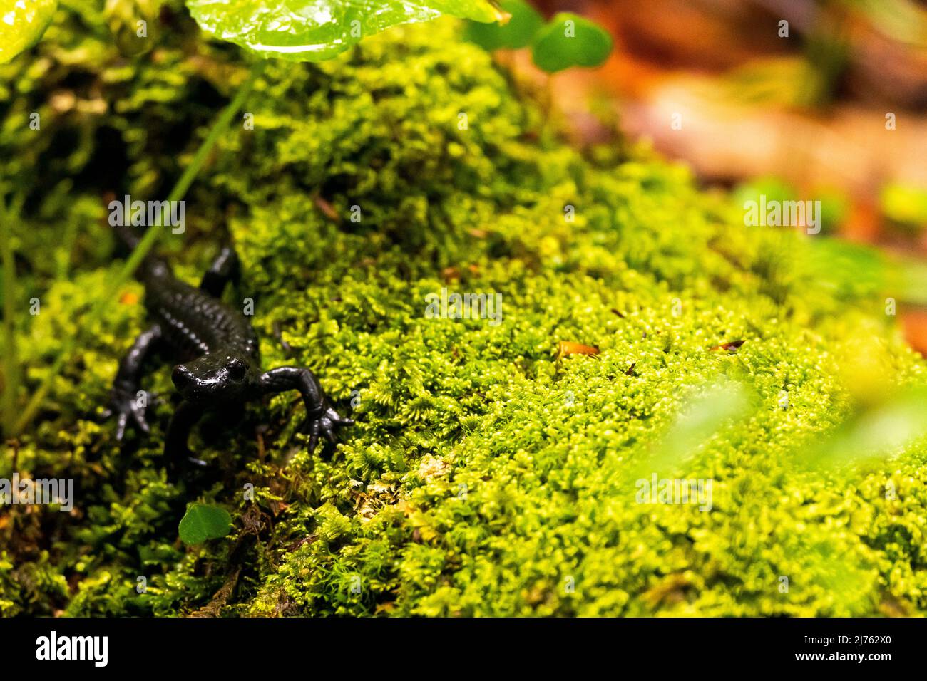 A black alpine salamander hunting in the rain Stock Photo - Alamy