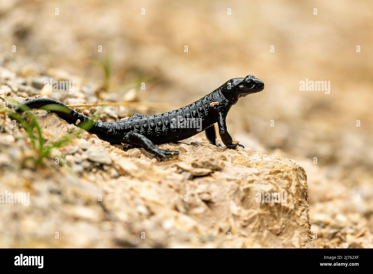 A black alpine salamander hunting in the rain Stock Photo - Alamy