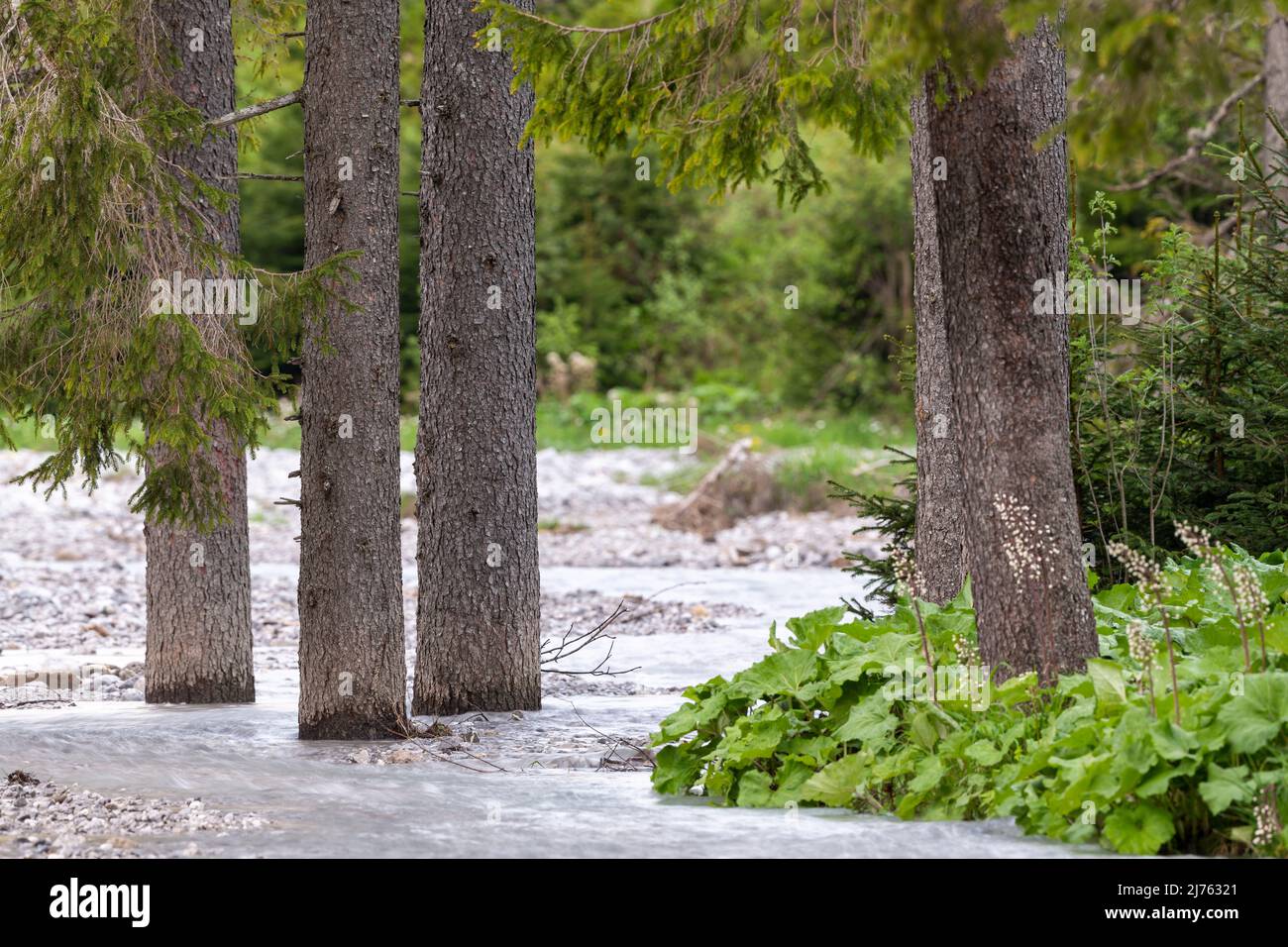 Small spruces hi-res stock photography and images - Alamy