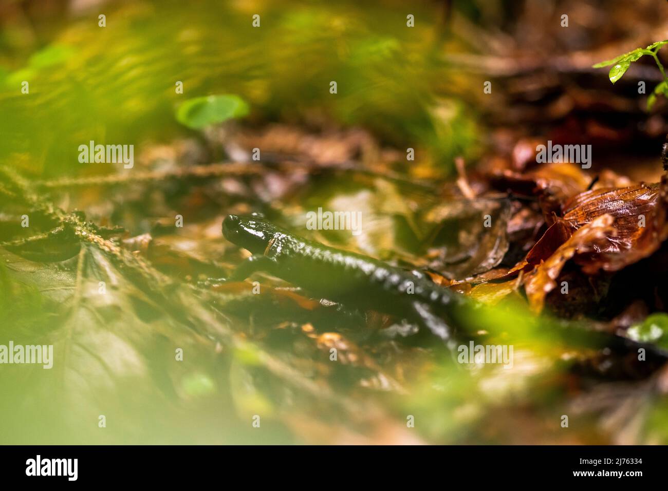 A black alpine salamander hunting in the rain Stock Photo - Alamy