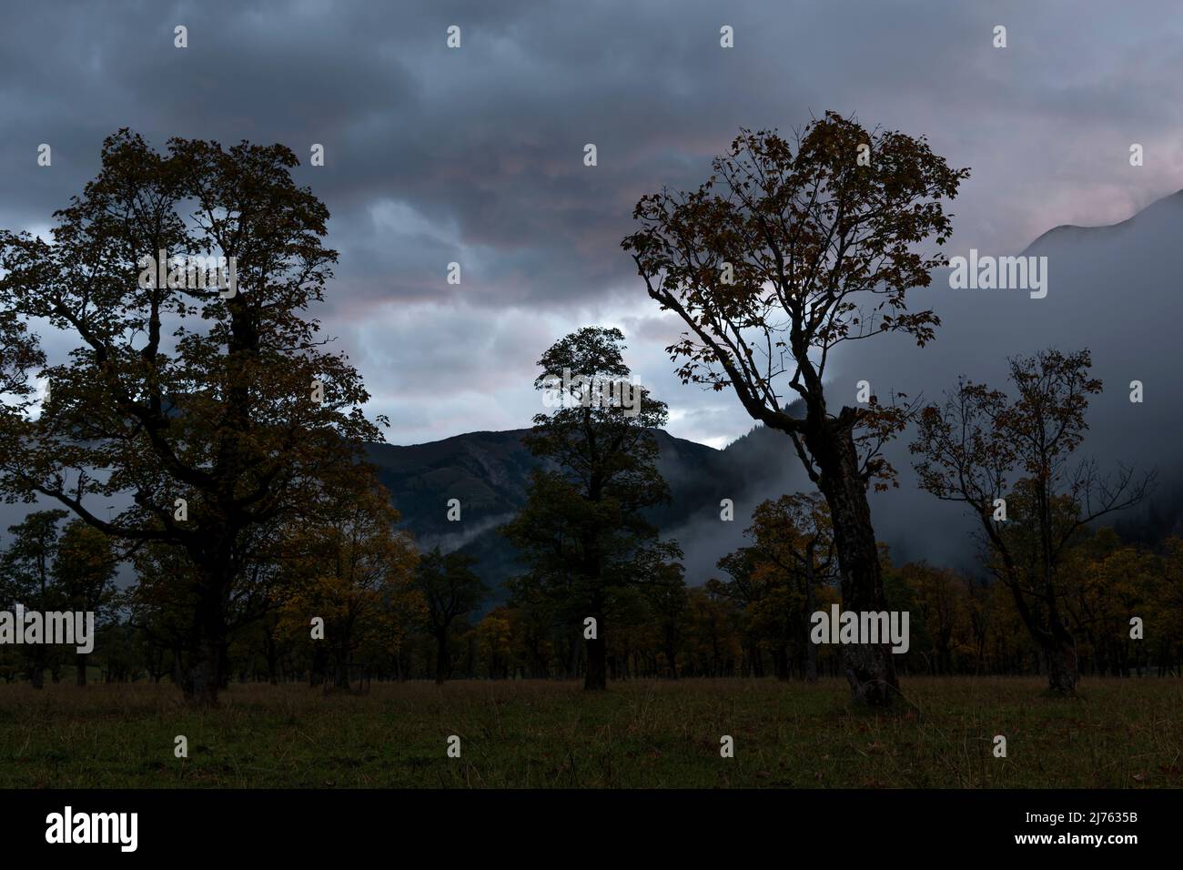 A group of old and mighty maple trees stands in the large maple ground ...