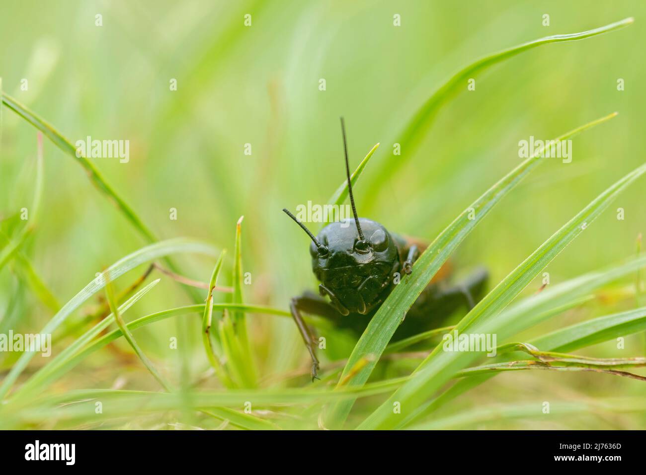 Locusts true locusts hi-res stock photography and images - Alamy