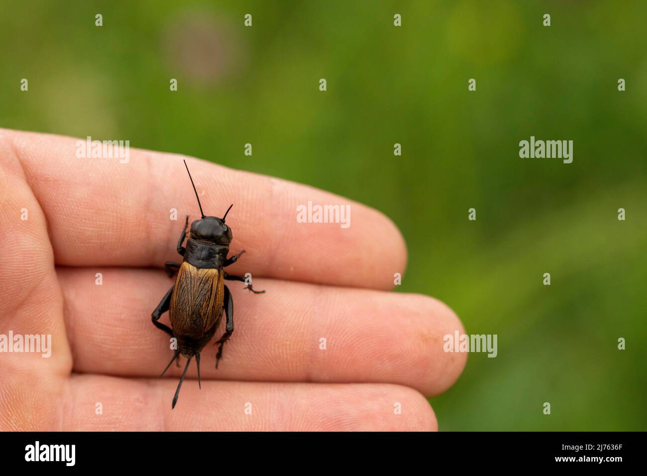 A so-called real cricket on the fingers of one hand for size comparison ...