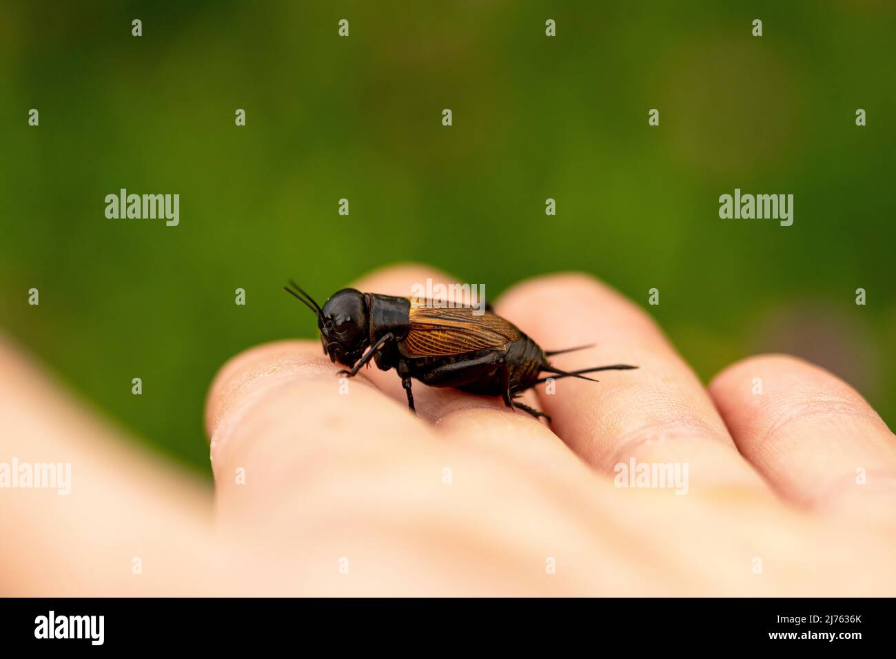 A so-called real cricket on the fingers of one hand for size comparison ...