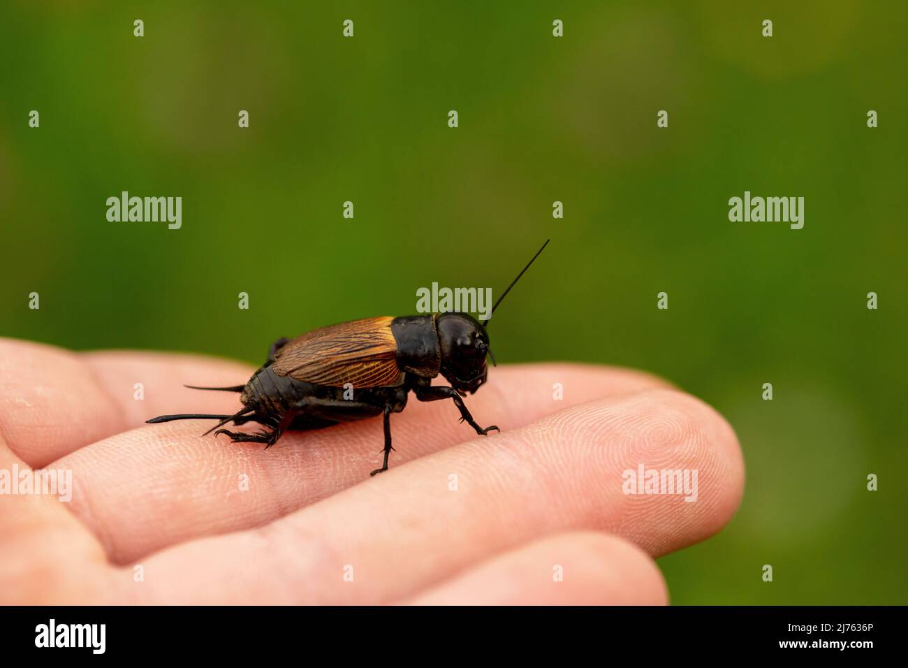 A so-called real cricket on the fingers of one hand for size comparison ...