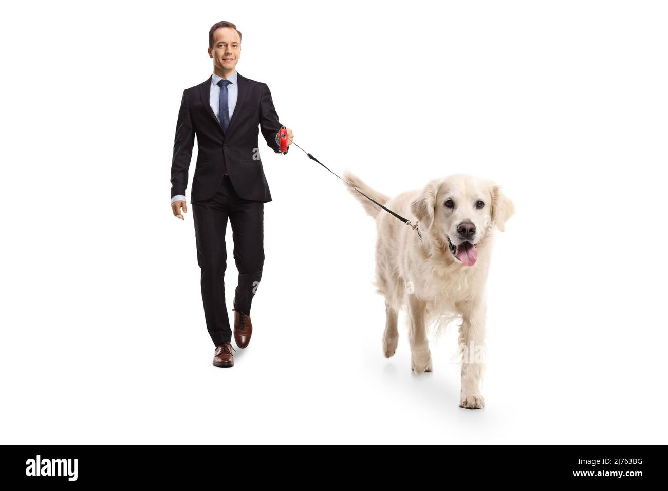 Full length portrait of a businessman walking a white retriever dog on ...