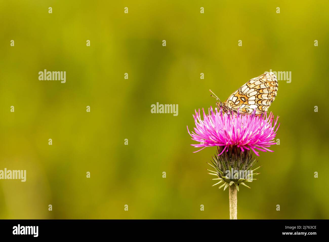 Pearl and insects hi-res stock photography and images - Alamy