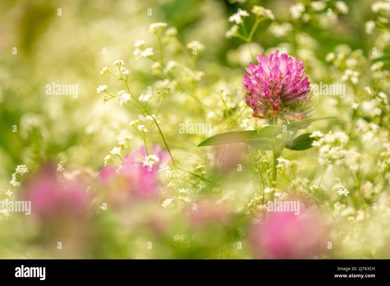 Purple flowers of clover among small white flowers in a clearing in ...