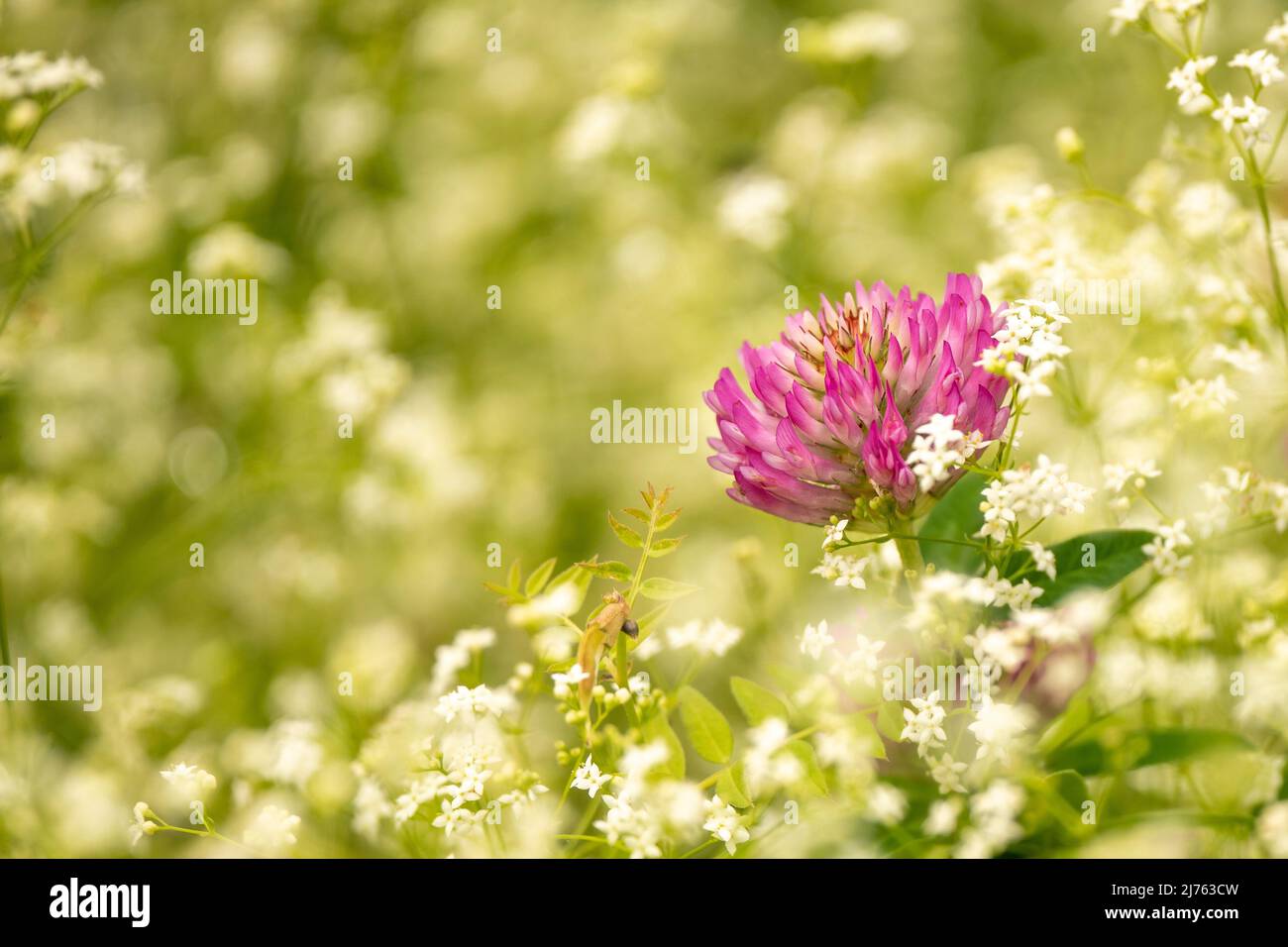 Purple flowers of clover among small white flowers in a clearing in ...