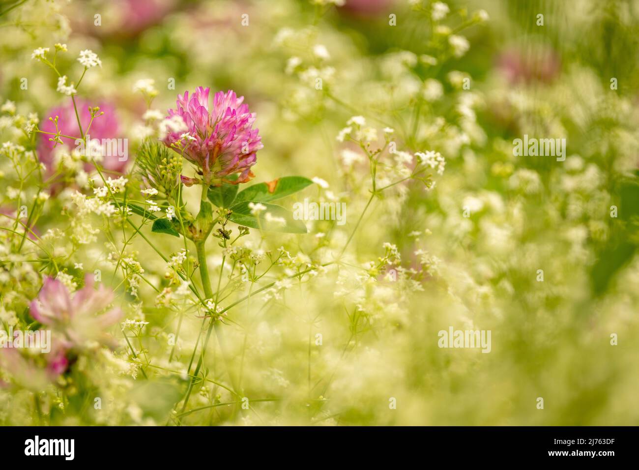 Purple flowers of clover among small white flowers in a clearing in ...