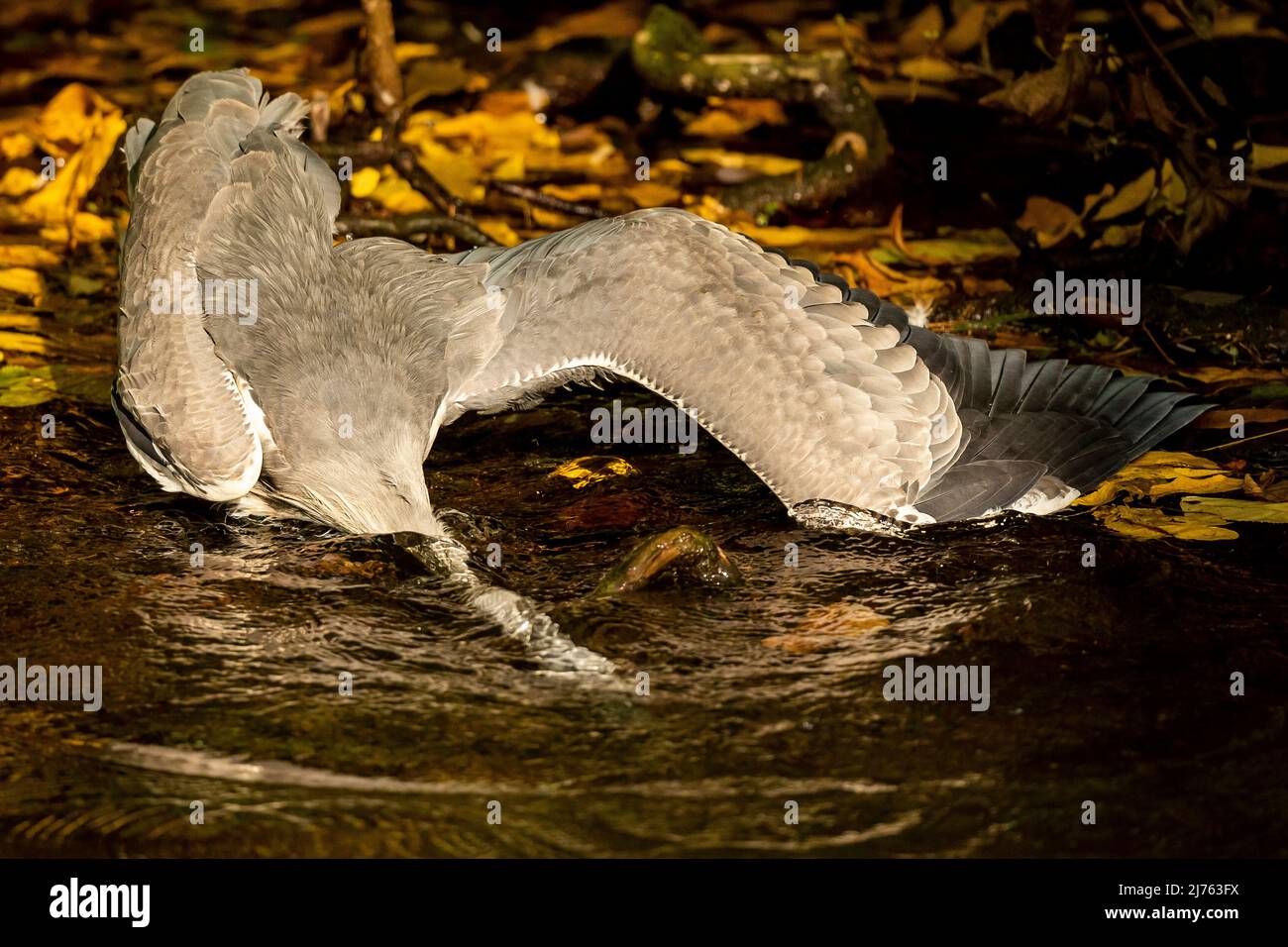 A gray heron in the moment of stabbing after the prey, a small fish ...