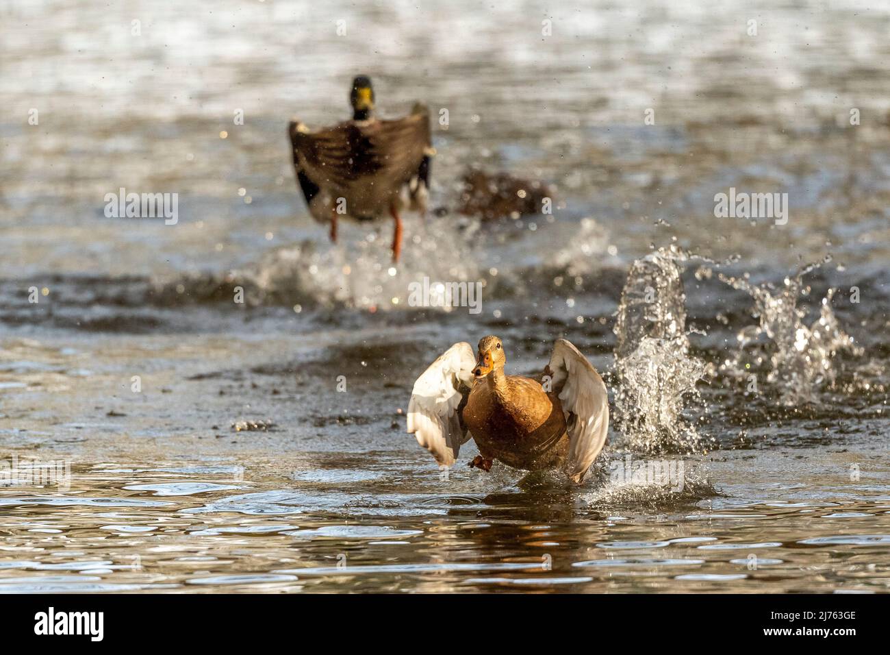A female mallard is pursued and stalked by a male mallard, fleeing ...