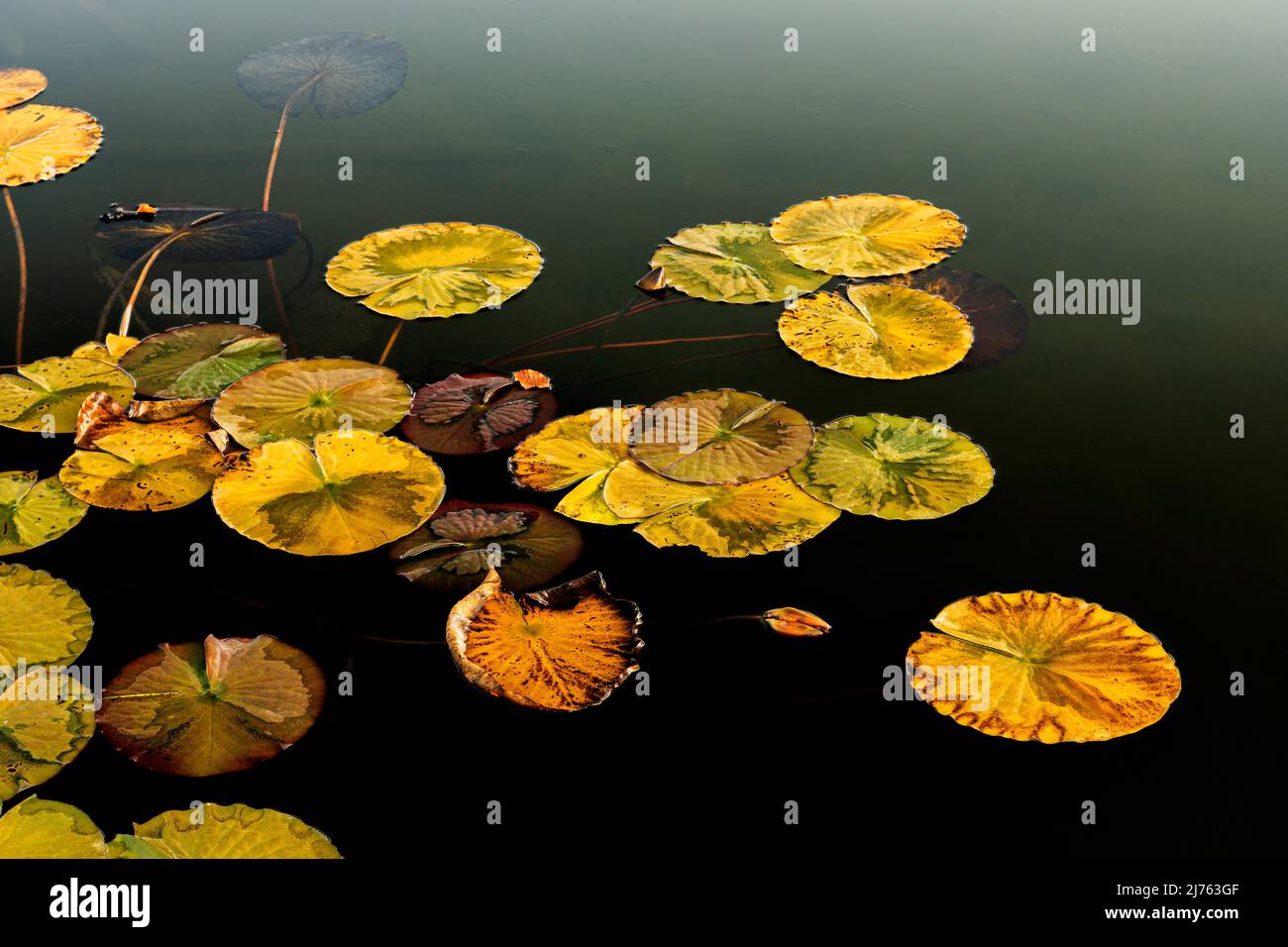 Water lily leaves and a bud in autumn at Gerold lake Stock Photo - Alamy