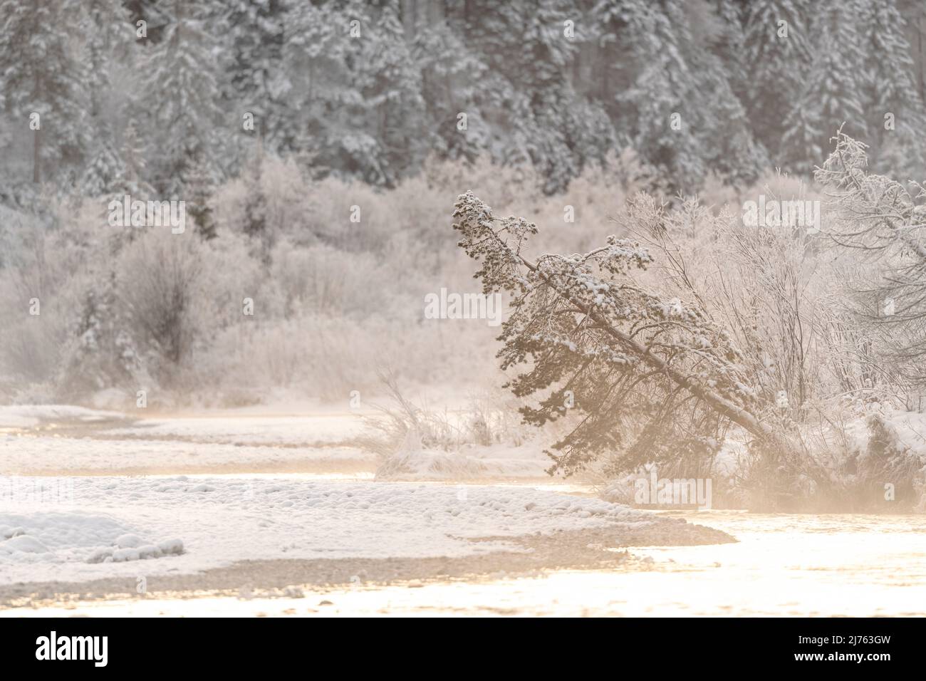 Ice fog on tree hi-res stock photography and images - Alamy