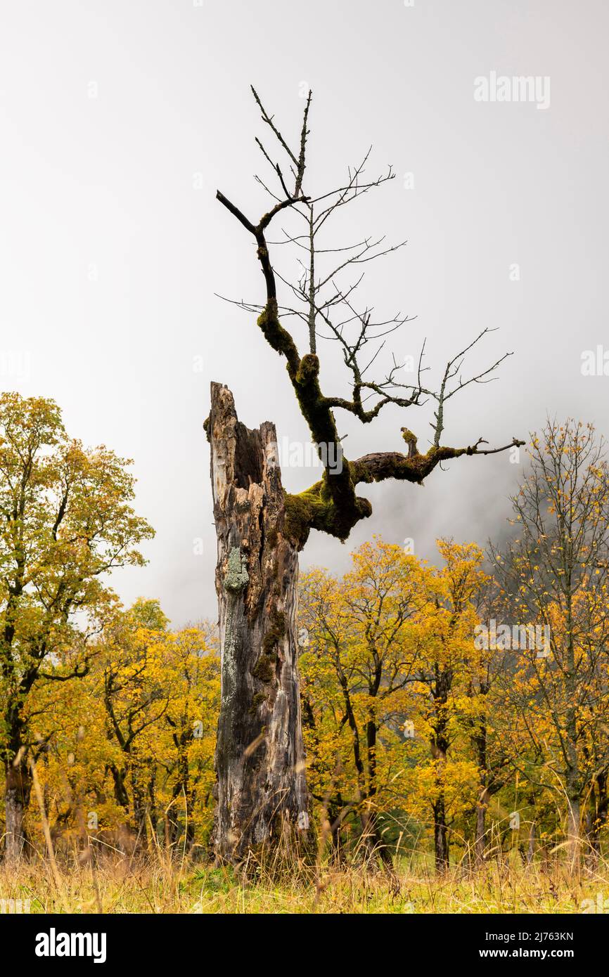 An old, dead maple tree stretches its branches into the cloudy sky in ...