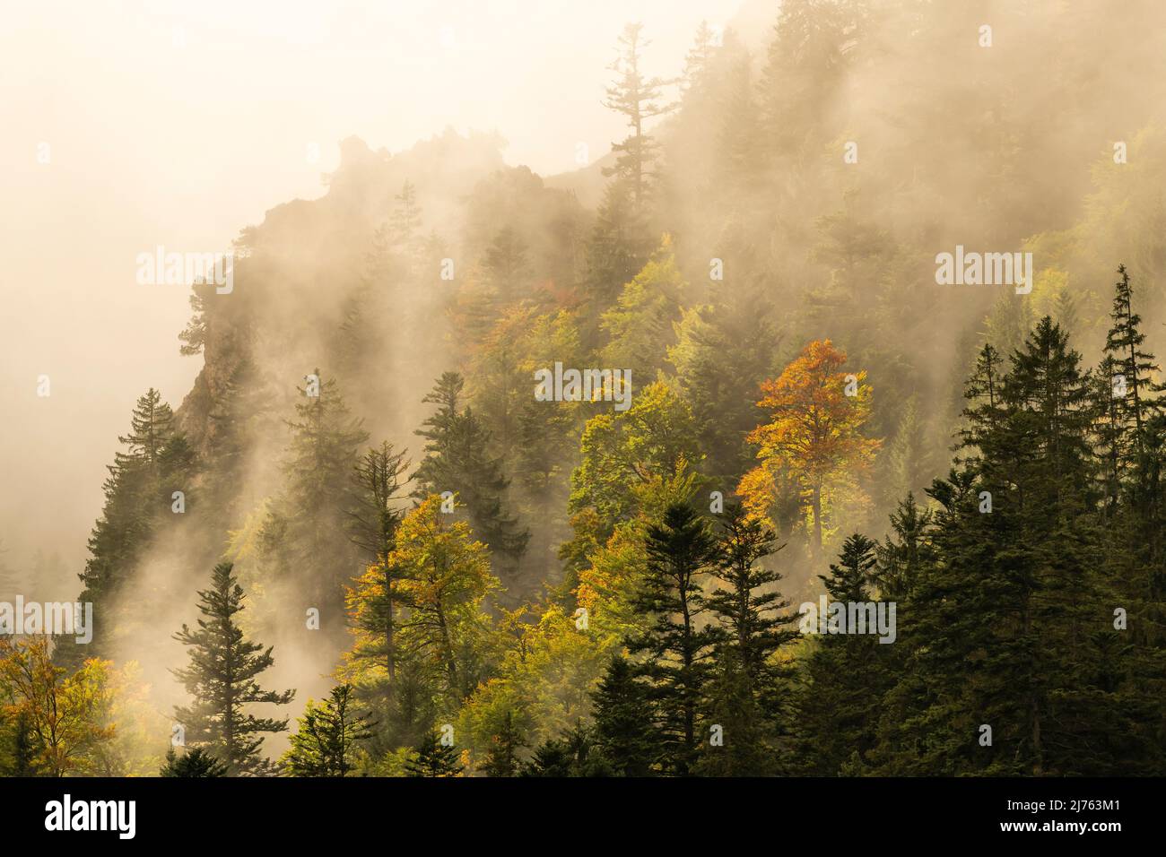 Autumn fog atmosphere on a mountain slope in the Karwendel near the ...