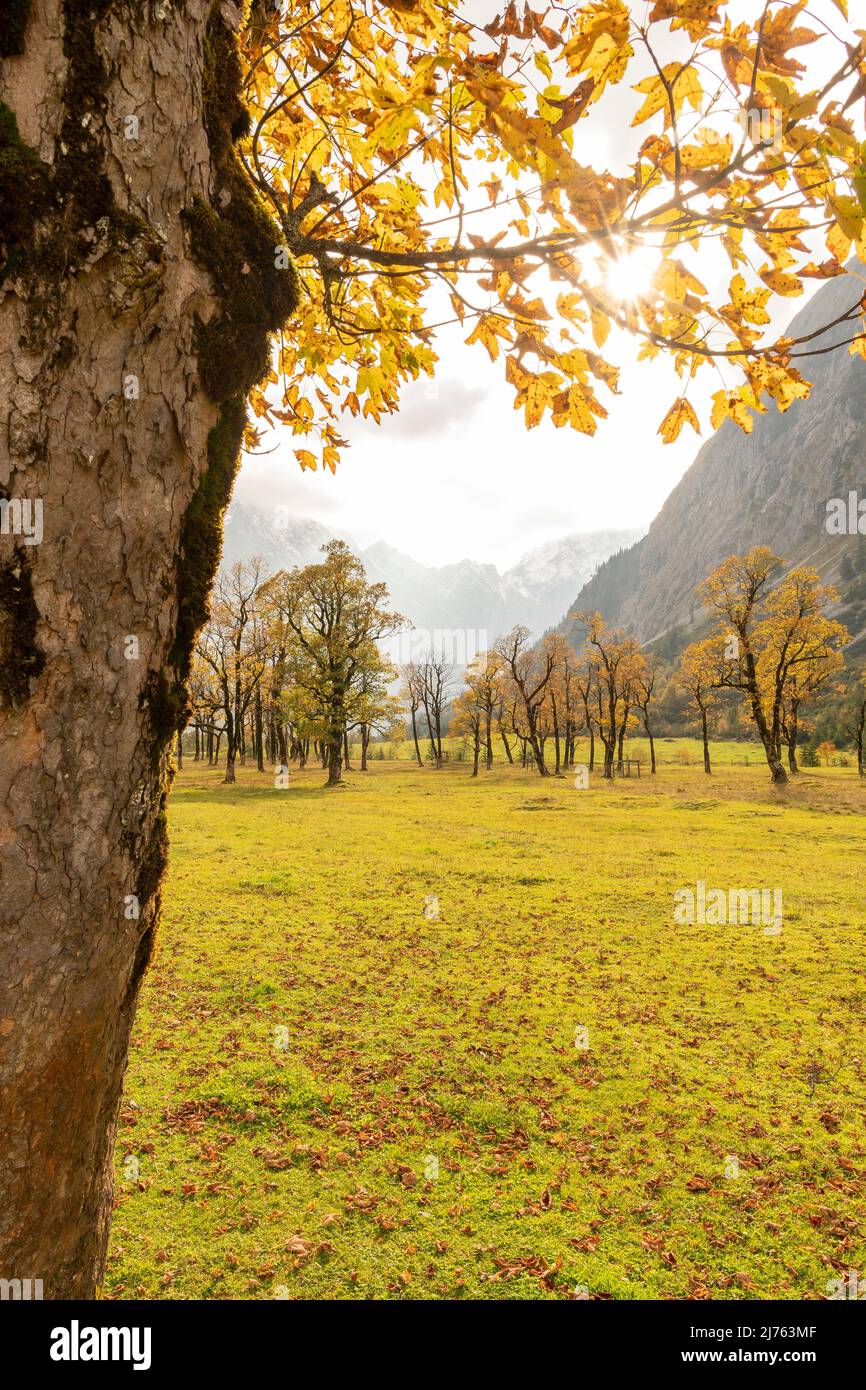 Forms tree hi-res stock photography and images - Alamy