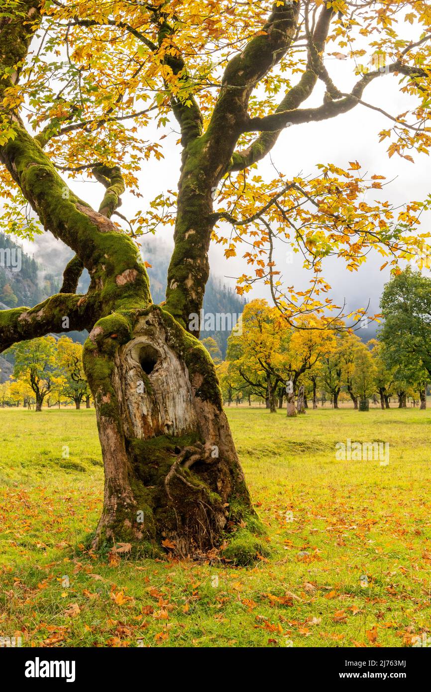 Colorful autumn leaves and an old maple tree Stock Photo - Alamy