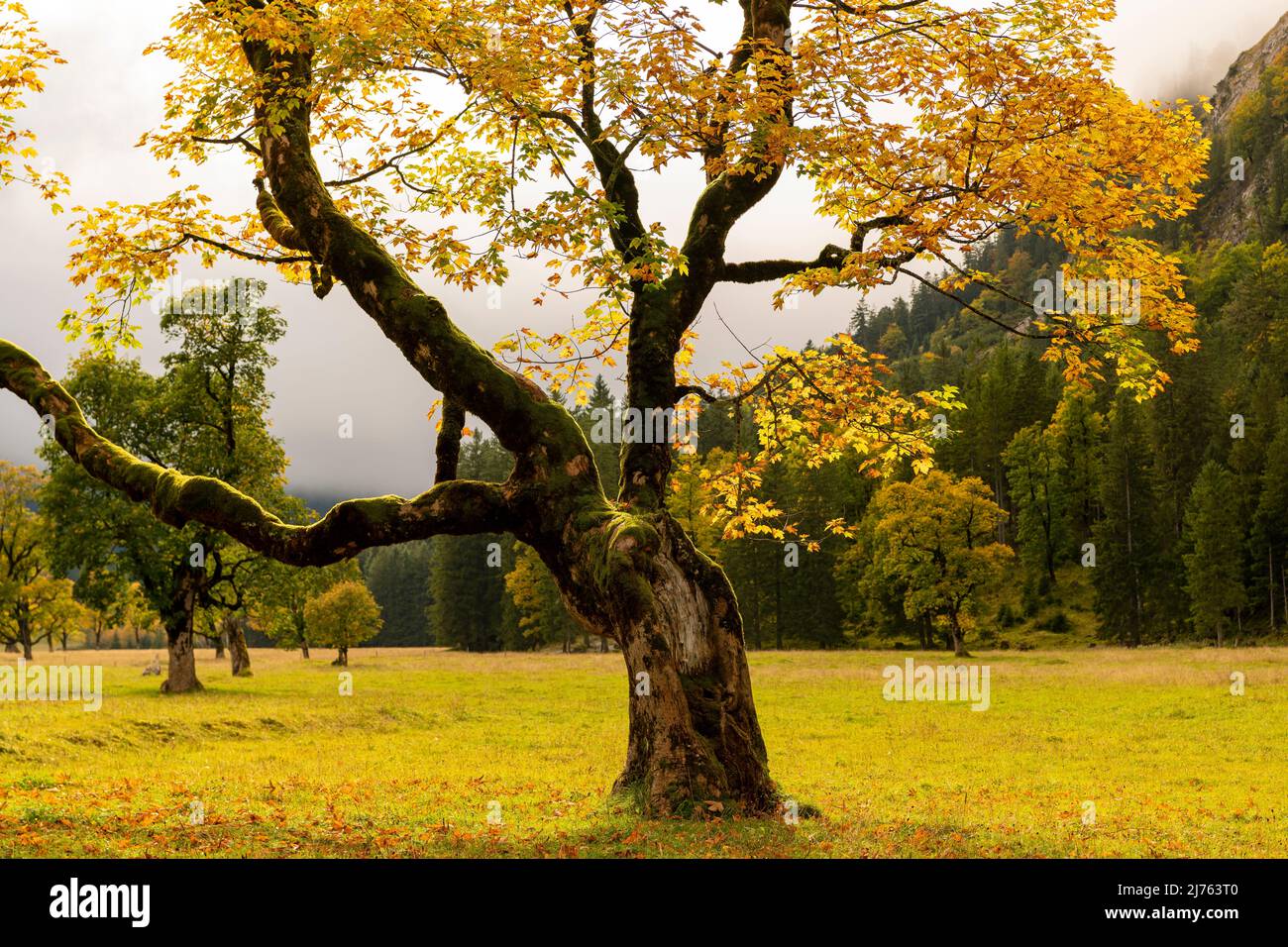 Colorful autumn leaves and an old maple tree hi-res stock photography ...