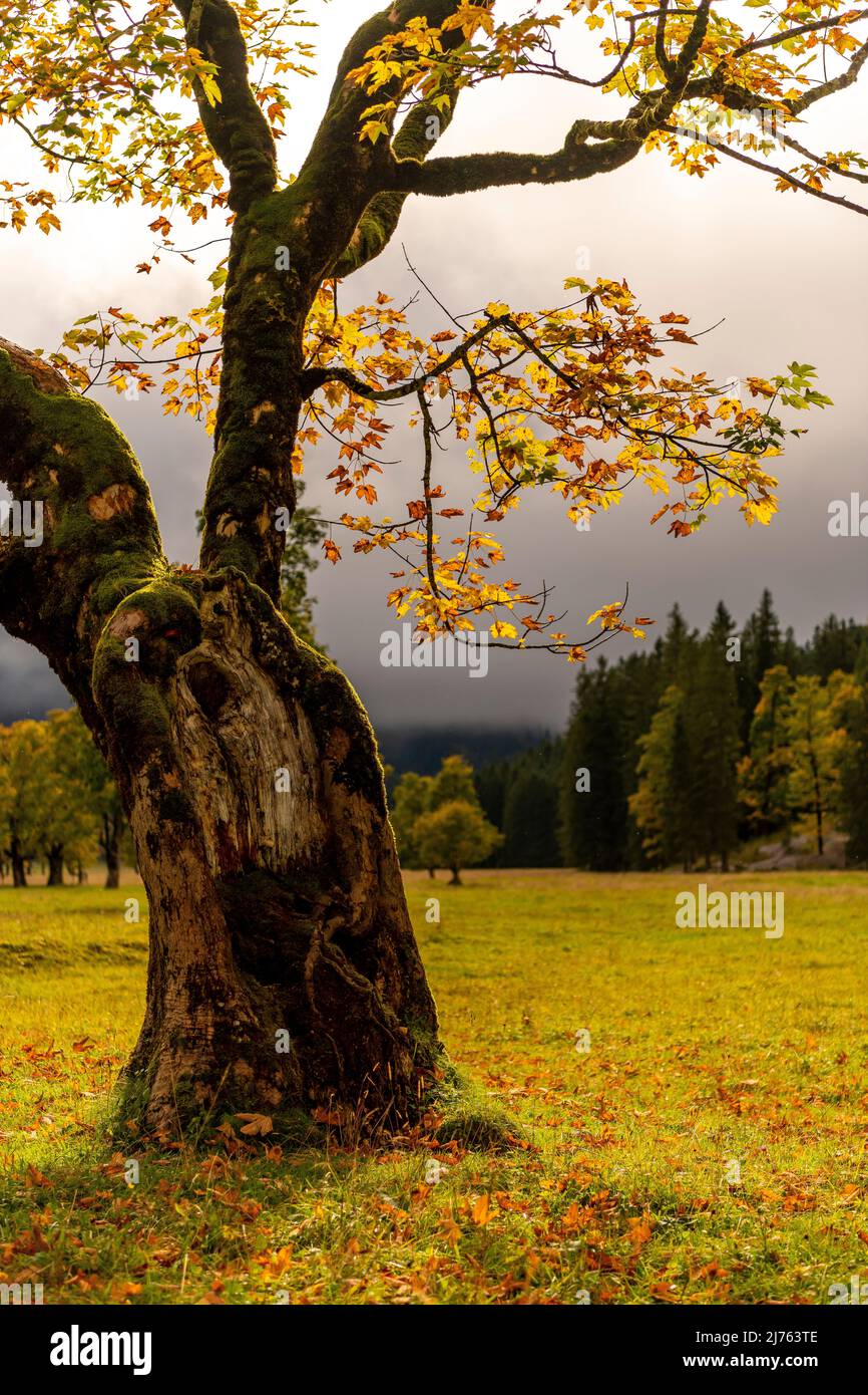 Colorful autumn leaves and an old maple tree Stock Photo - Alamy