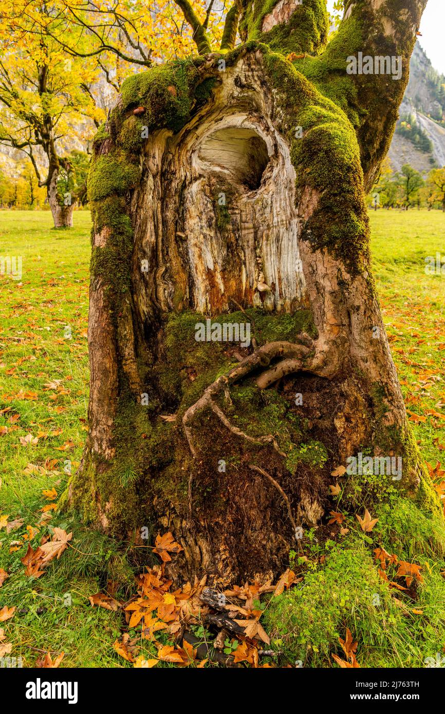 Root structures hi-res stock photography and images - Alamy