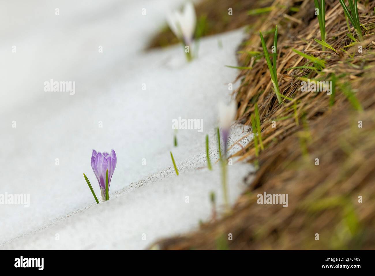 Fruit bloom covered with snow hi-res stock photography and images - Alamy