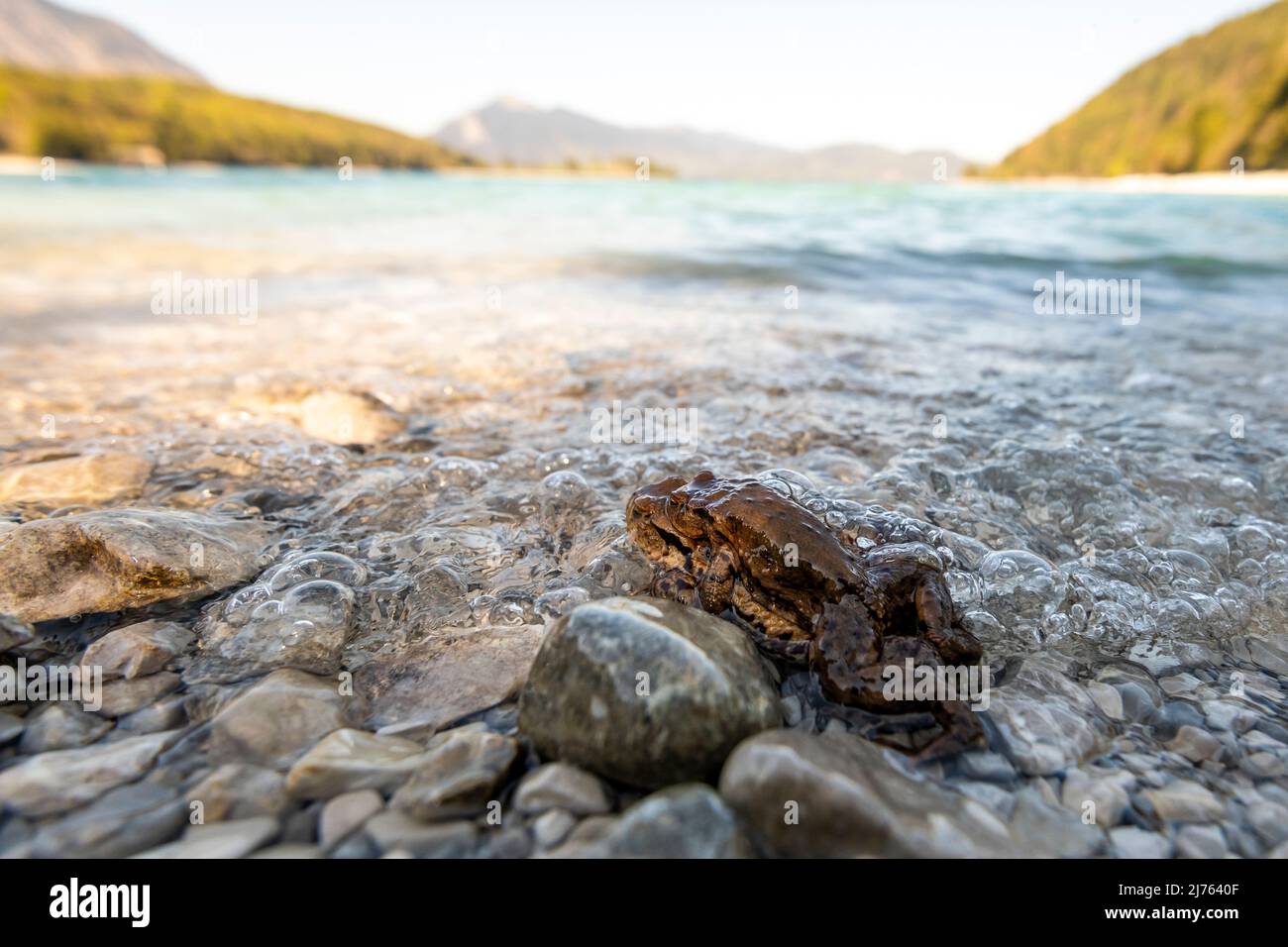 A pair of common toad (female is the larger/lower) on the shore of ...