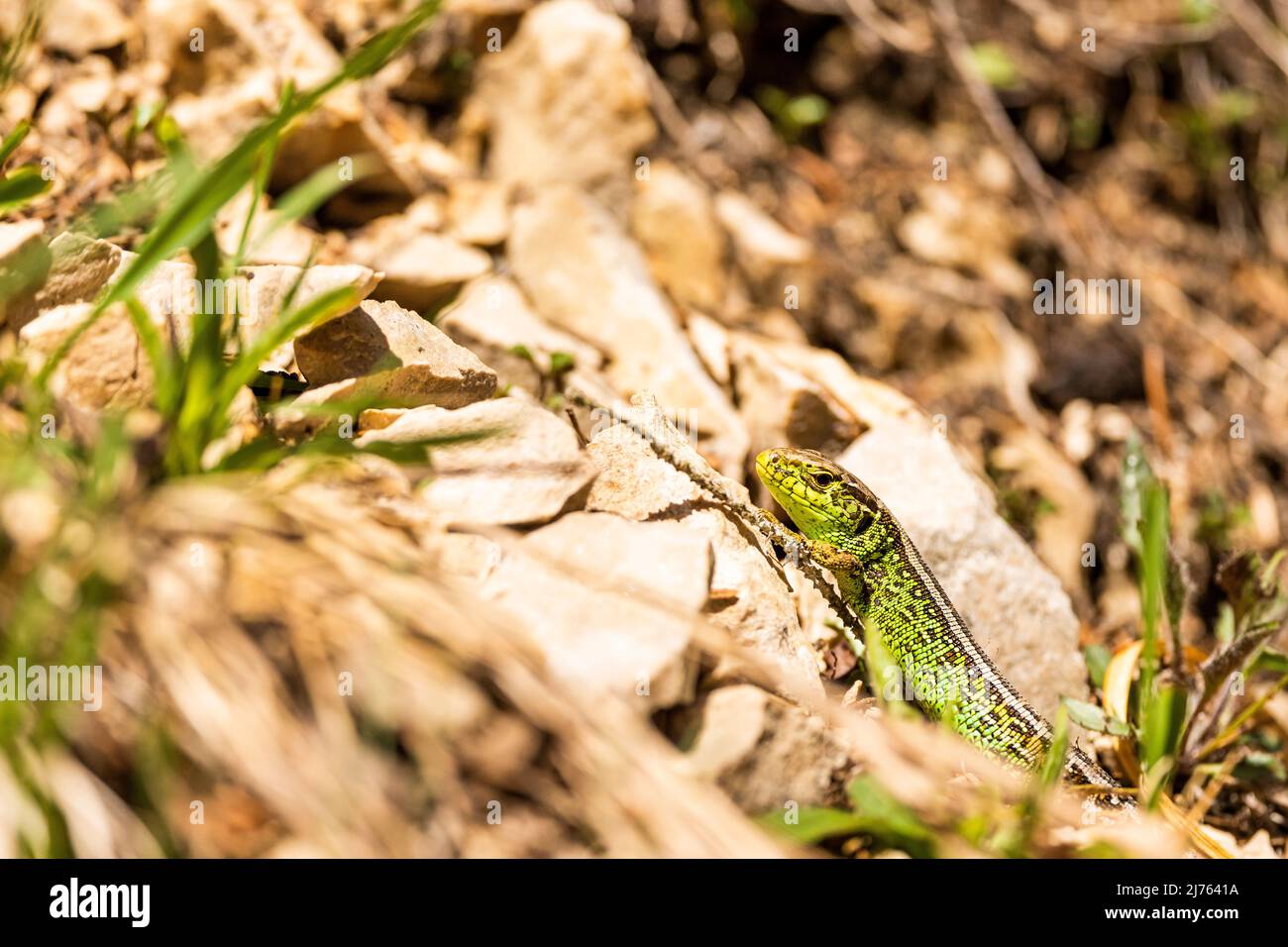 Sand lizard in the spring sun in portrait at rocks in Karwendel Stock ...